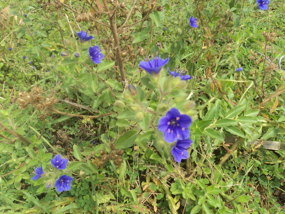 Flora of Sri Lanka