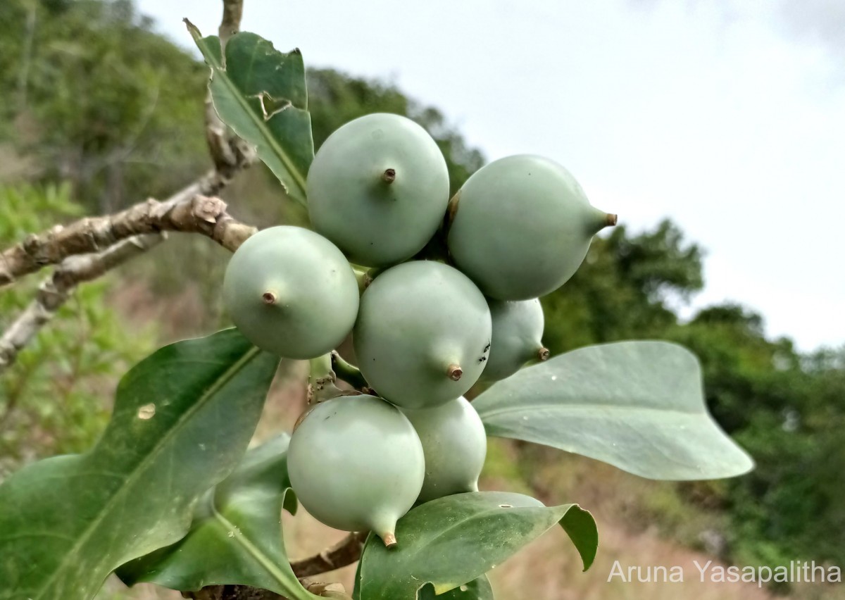 Flora of Sri Lanka