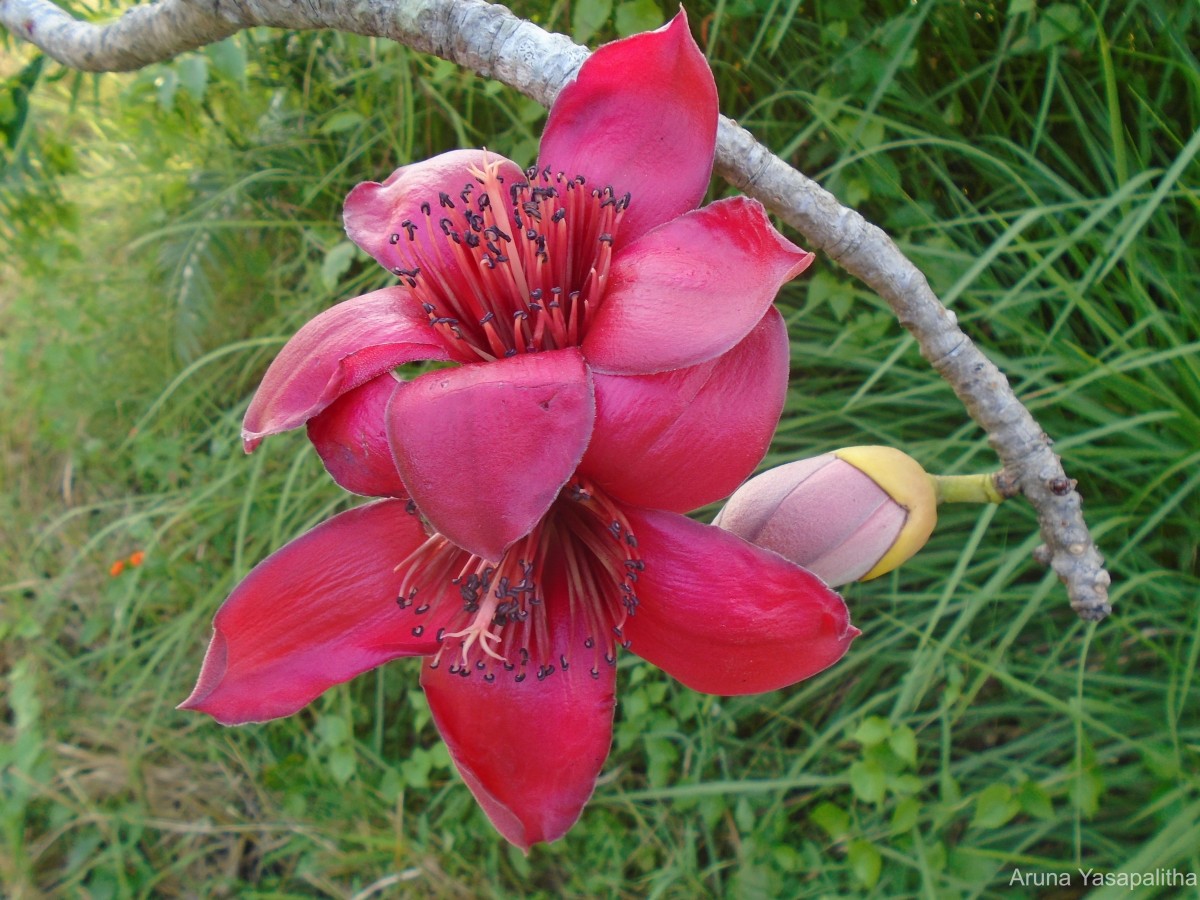 Flora of Sri Lanka