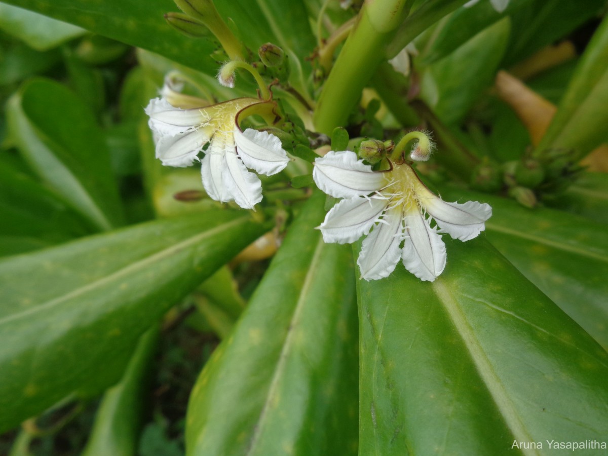 Flora of Sri Lanka