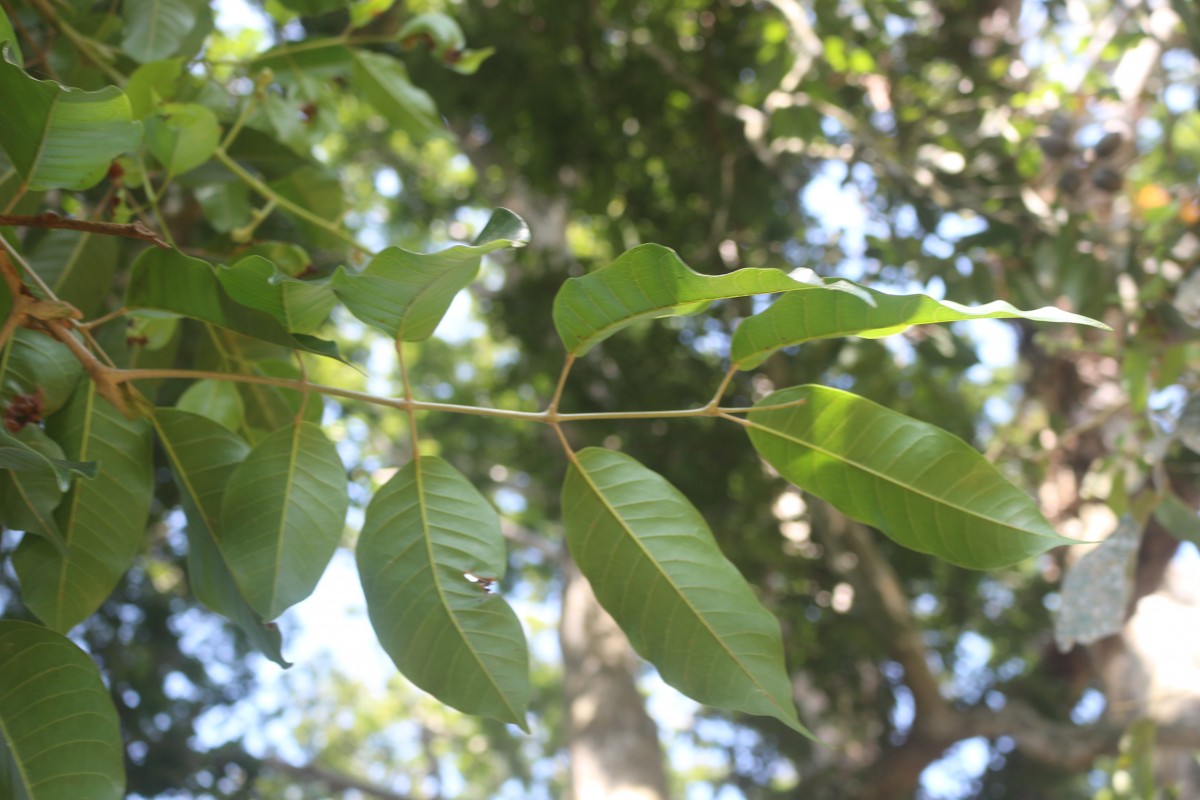Flora of Sri Lanka