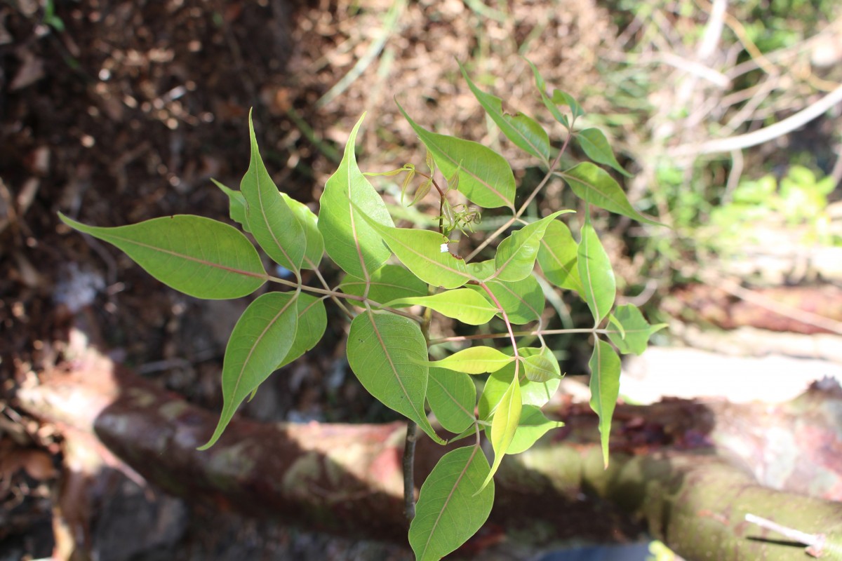 Flora of Sri Lanka
