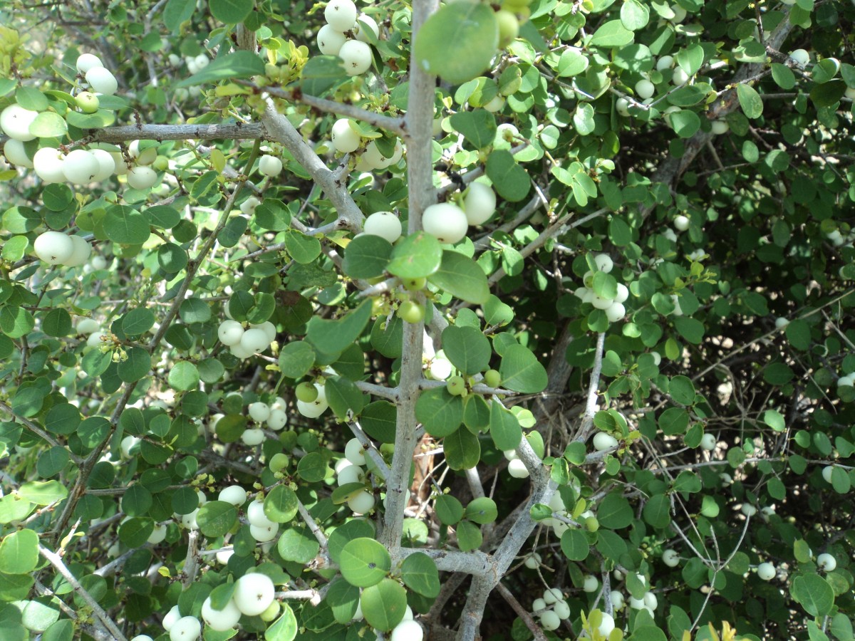 Flora of Sri Lanka