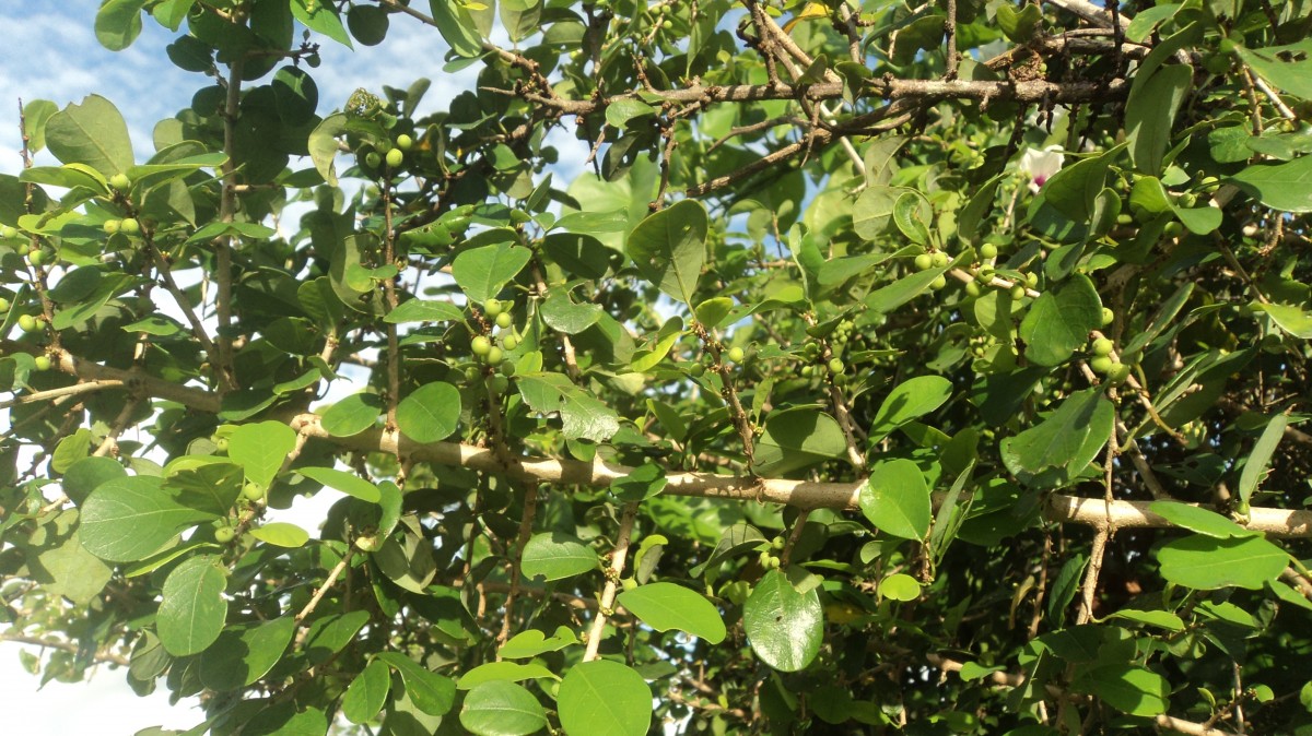 Flora of Sri Lanka