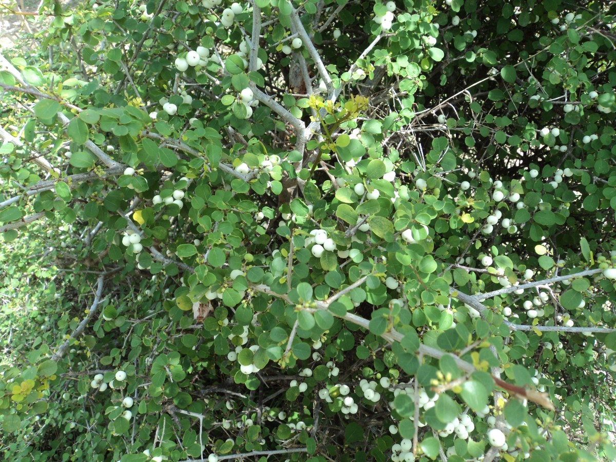 Flora of Sri Lanka