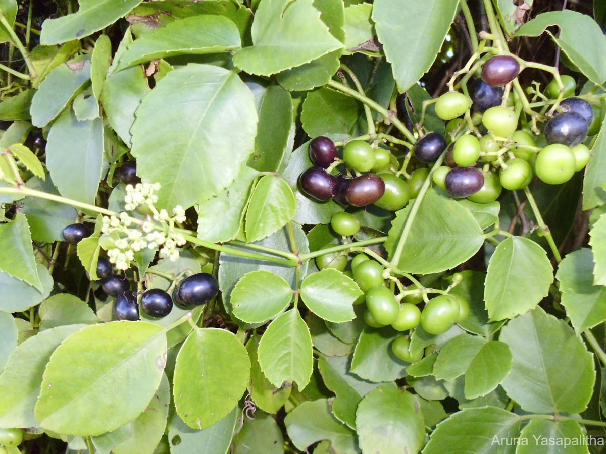 Flora of Sri Lanka