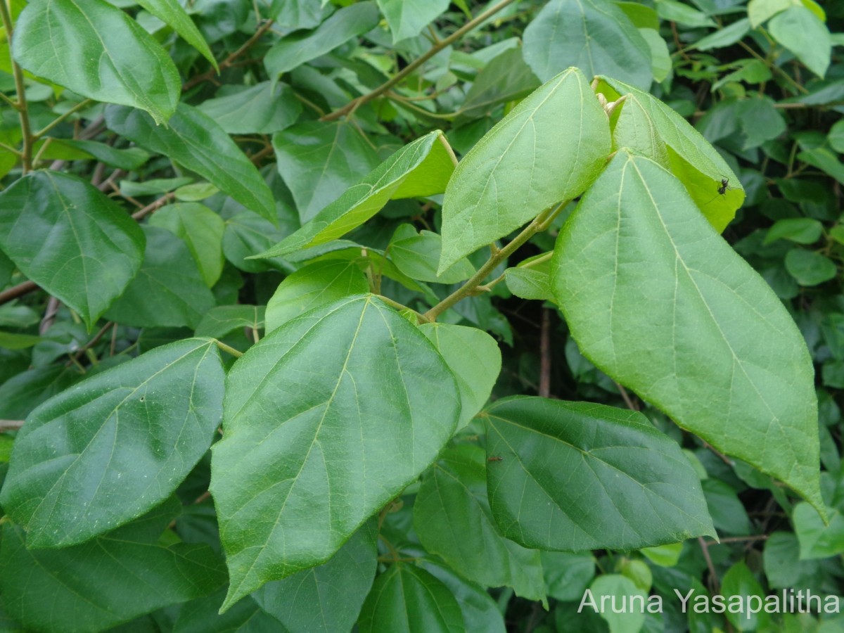 Flora of Sri Lanka