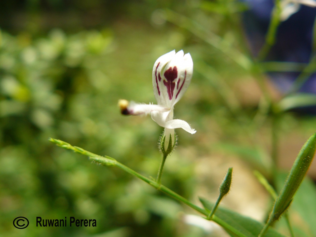 Flora of Sri Lanka