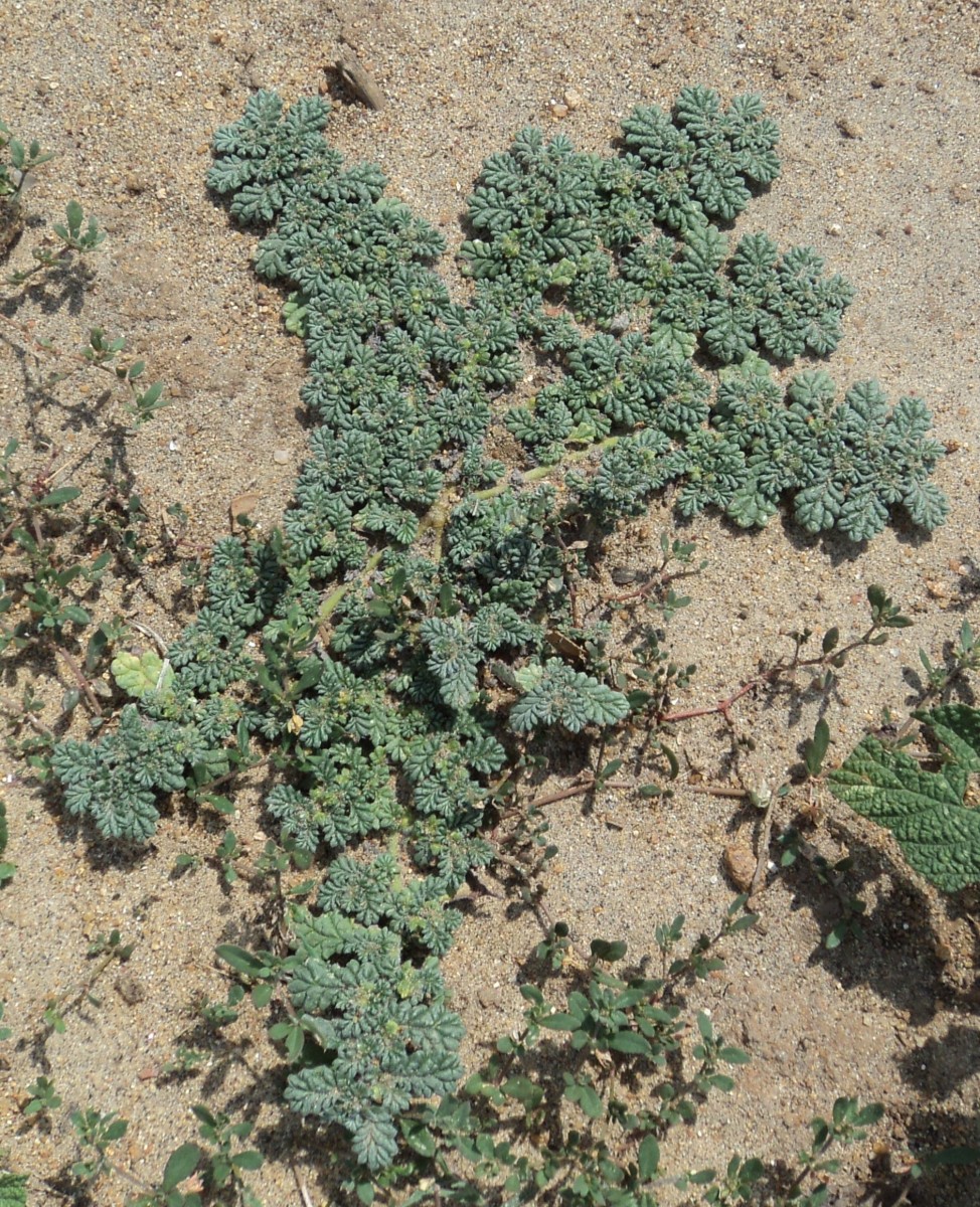 Flora of Sri Lanka