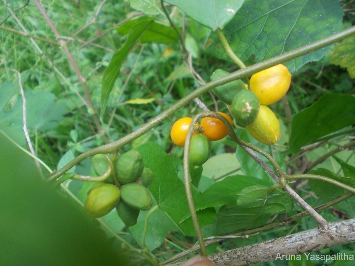 Flora of Sri Lanka