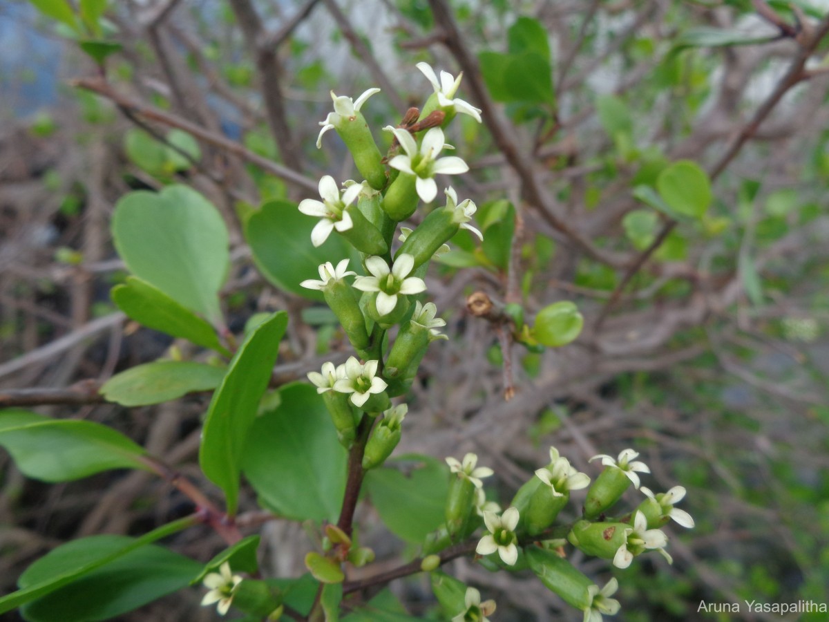 Flora of Sri Lanka