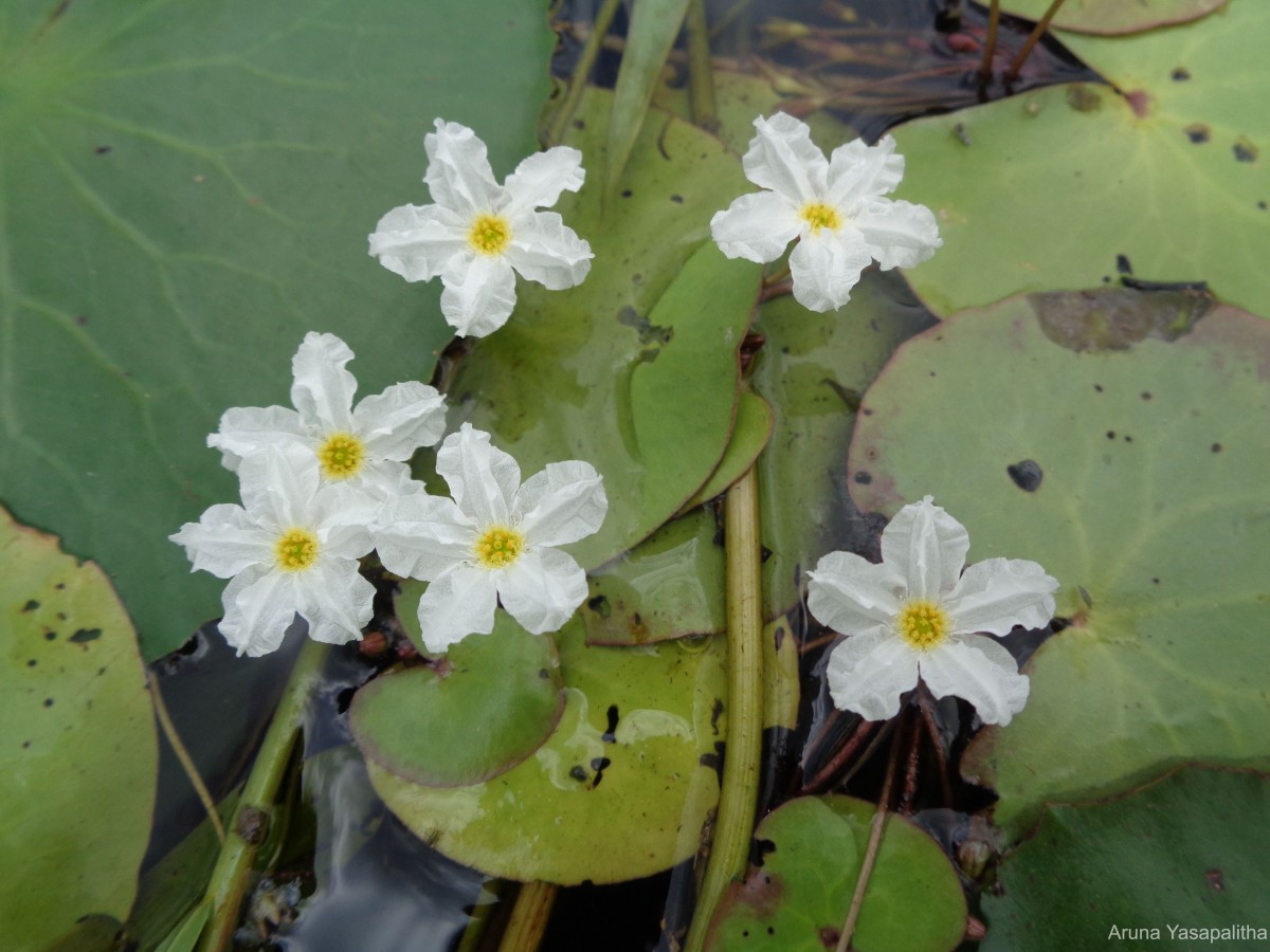 Flora of Sri Lanka