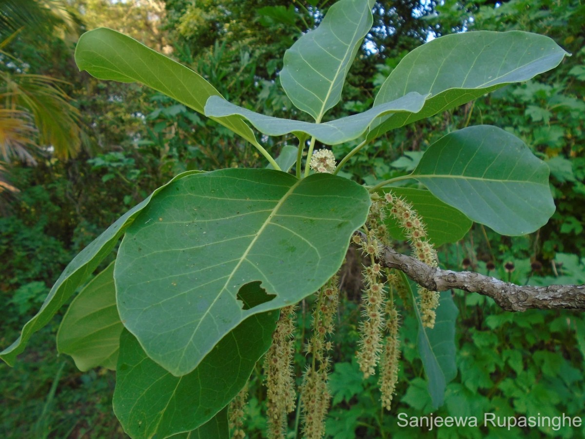 Flora of Sri Lanka