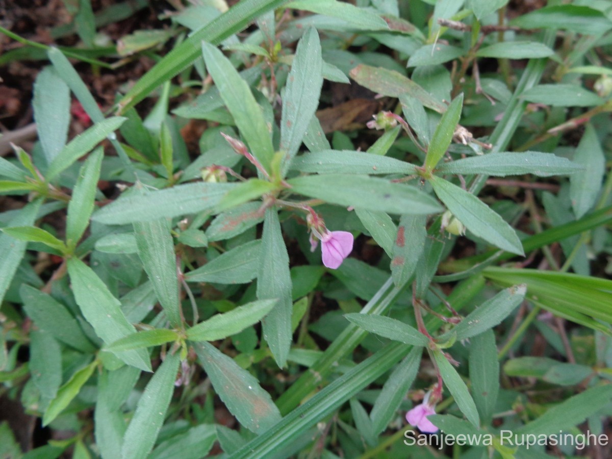 Flora of Sri Lanka