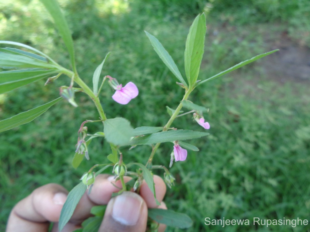 Flora of Sri Lanka