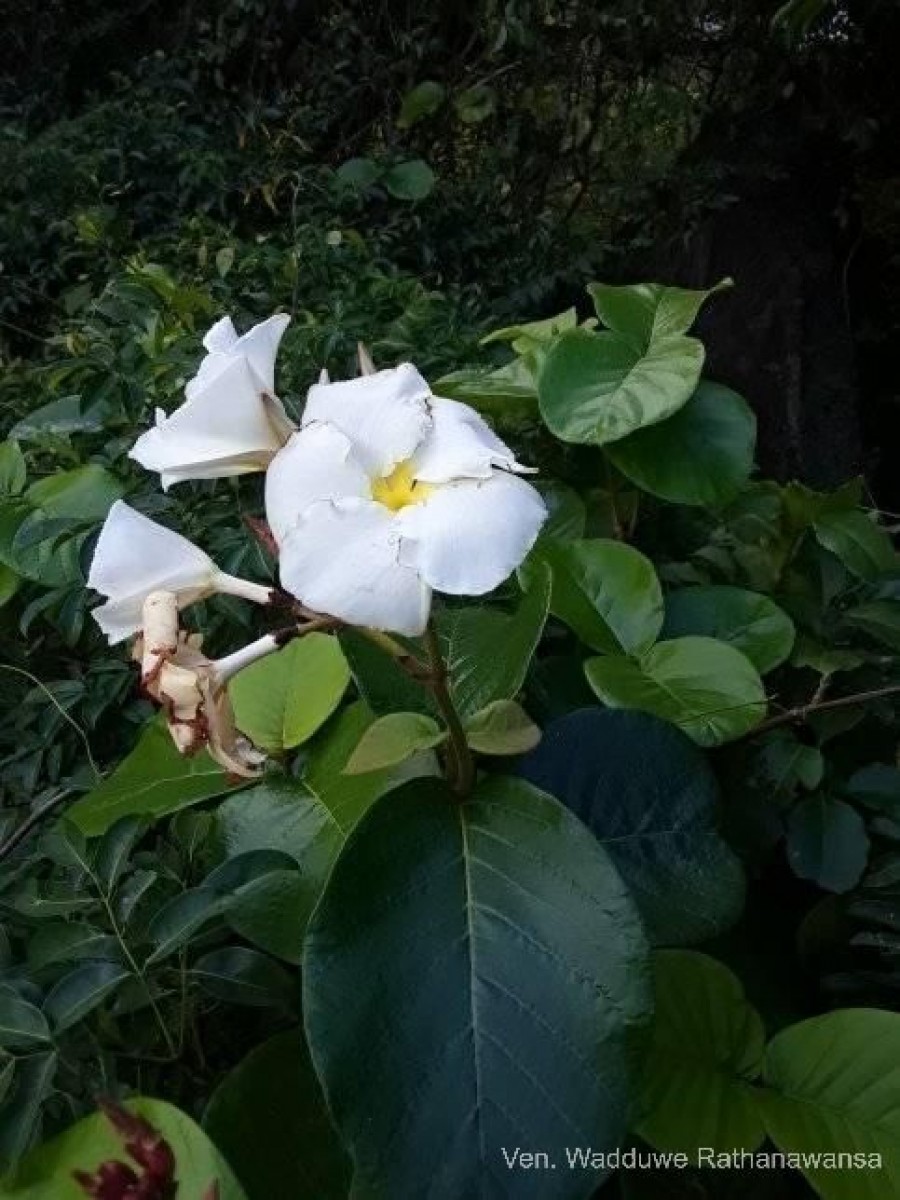 Flora of Sri Lanka