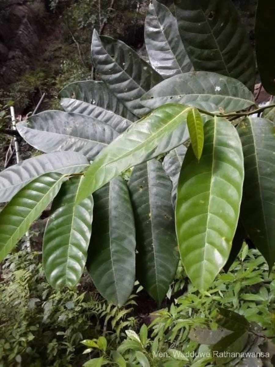 Flora of Sri Lanka