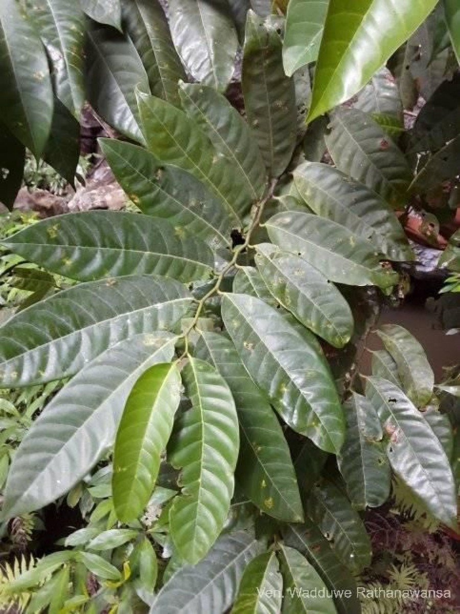 Flora of Sri Lanka