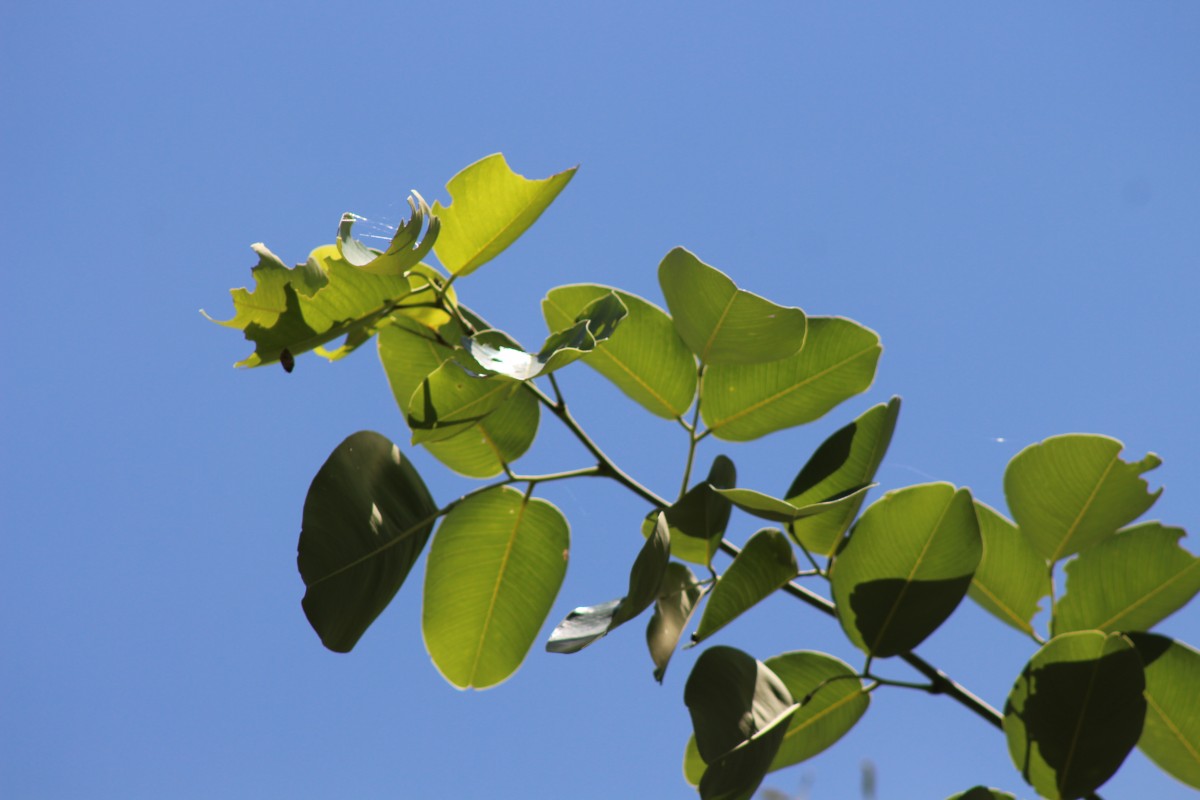 Flora of Sri Lanka