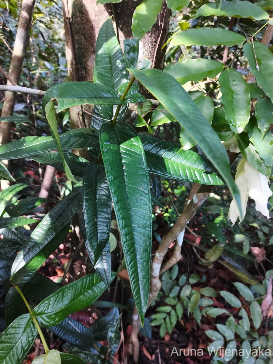 Flora of Sri Lanka