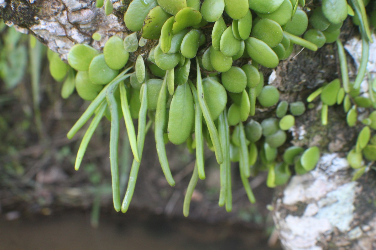Flora of Sri Lanka
