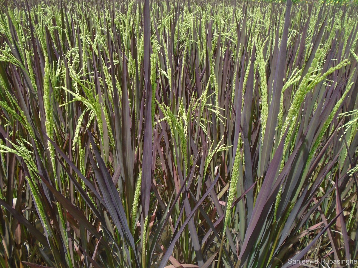 Flora of Sri Lanka