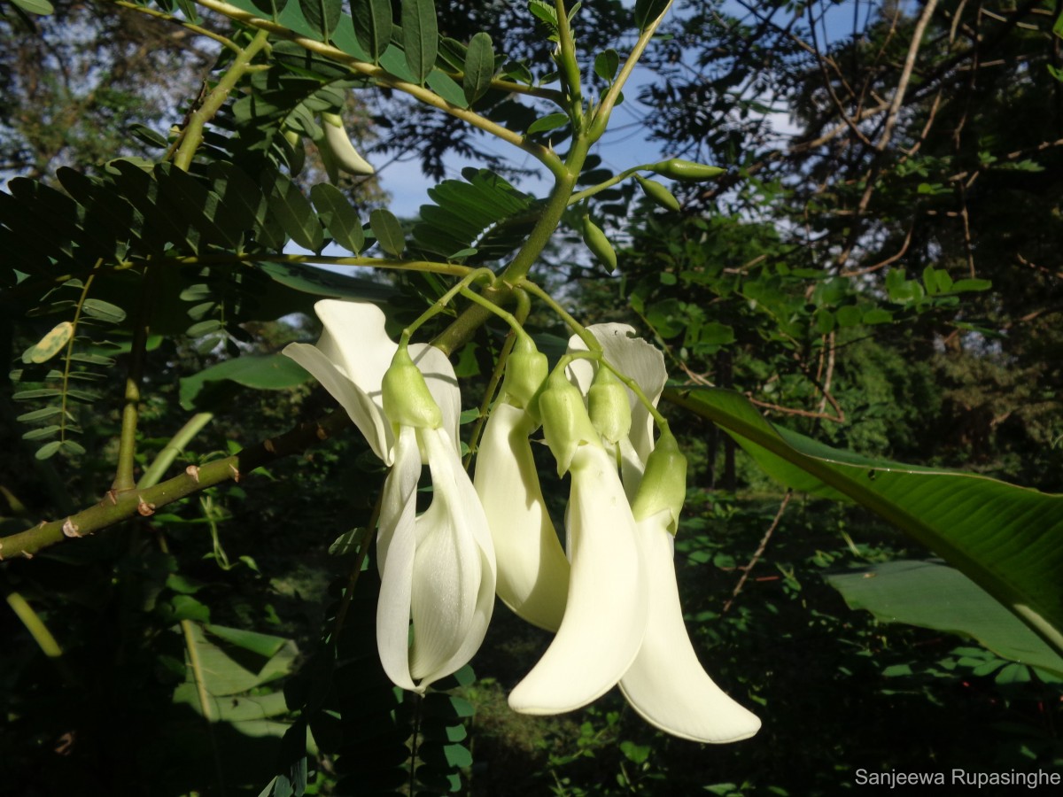 Flora of Sri Lanka