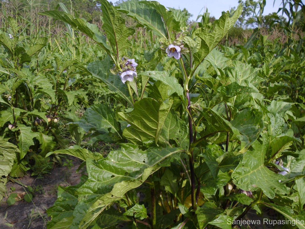 Flora of Sri Lanka