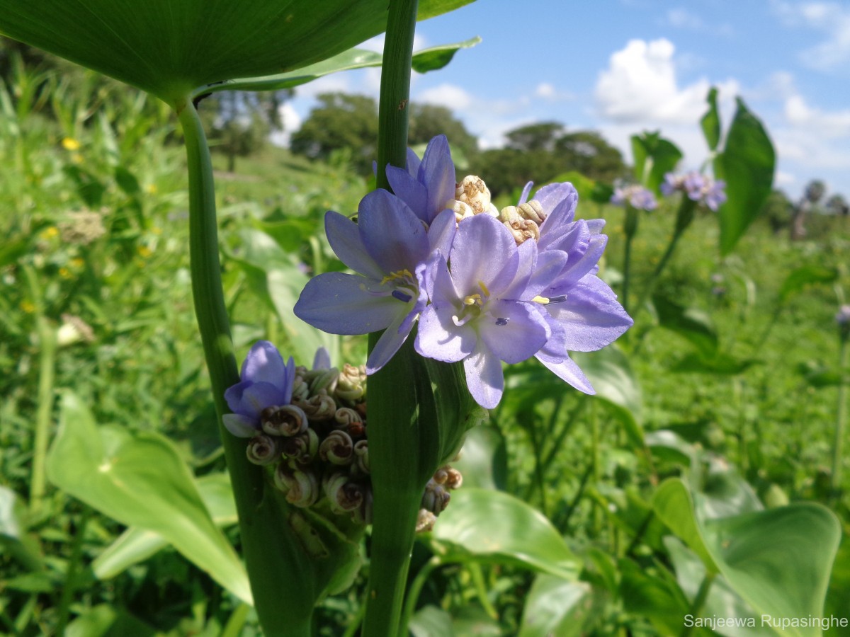 Flora of Sri Lanka