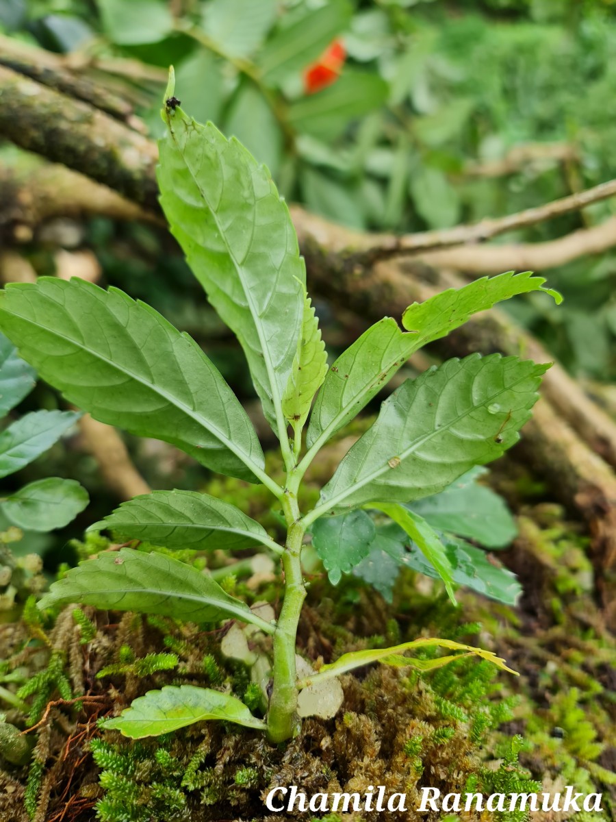 Flora of Sri Lanka