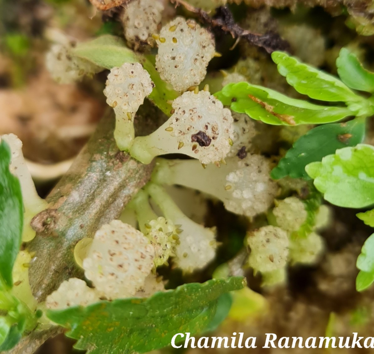 Flora of Sri Lanka