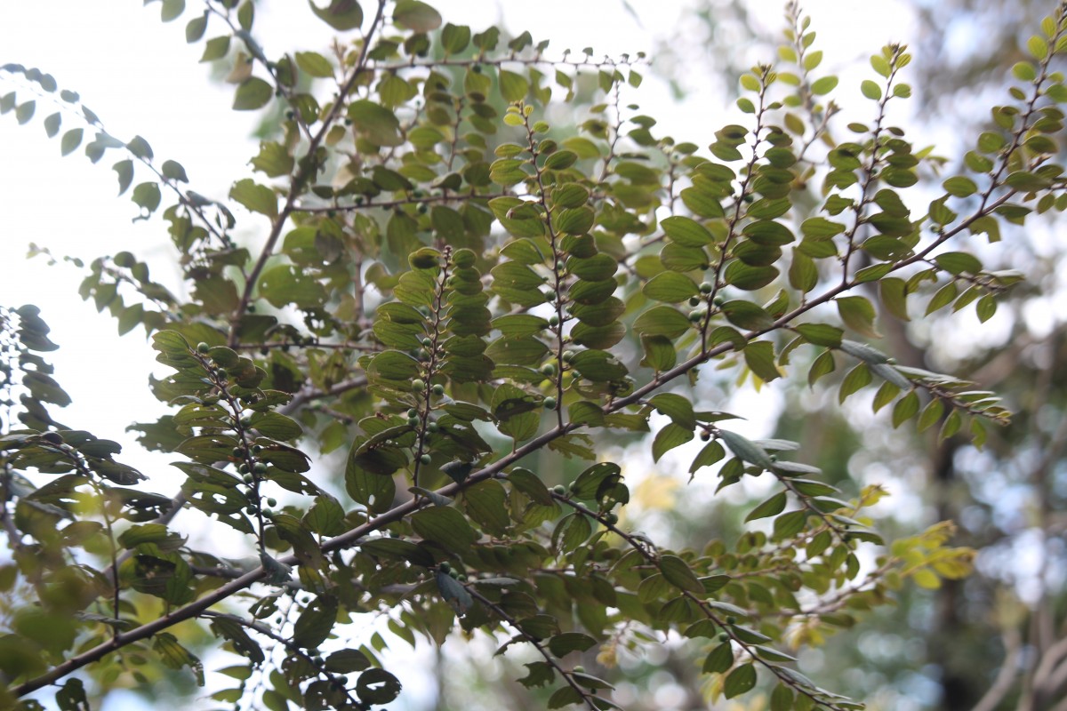 Flora of Sri Lanka