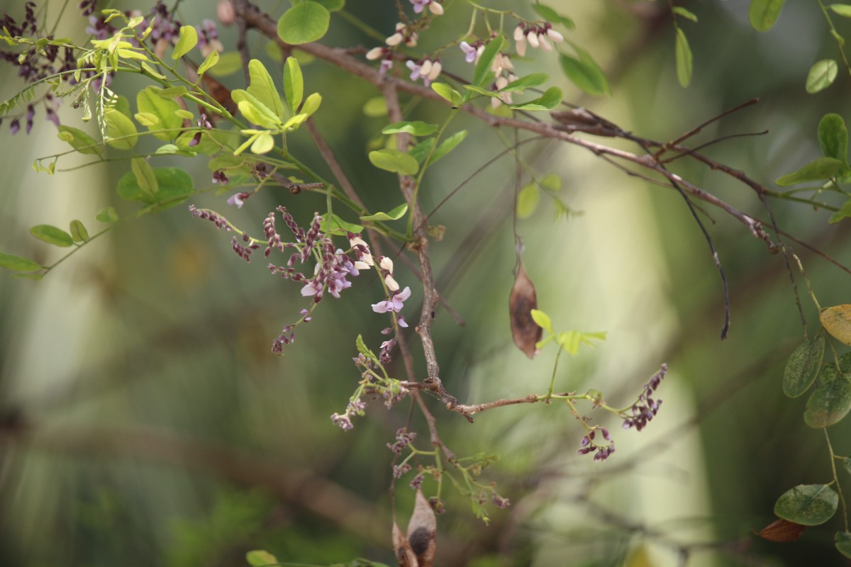 Flora of Sri Lanka