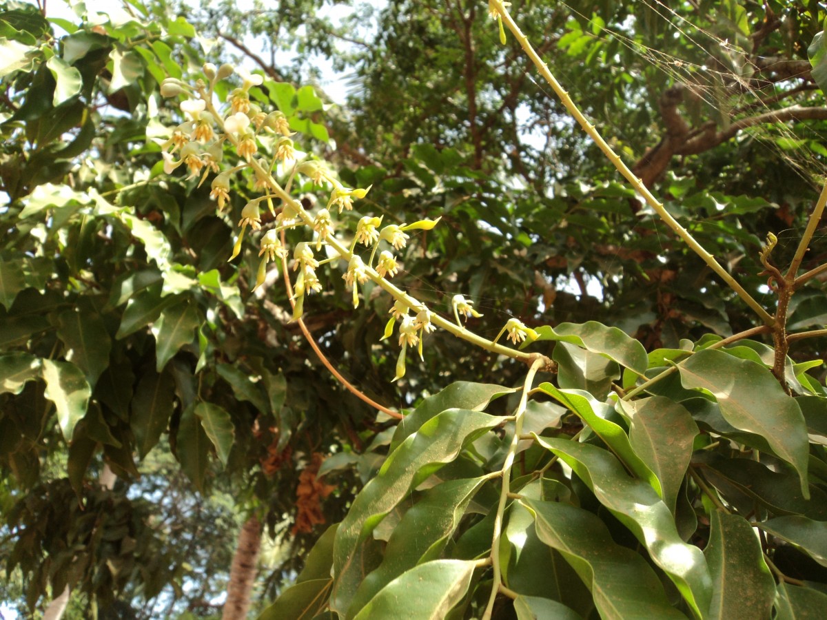 Flora of Sri Lanka