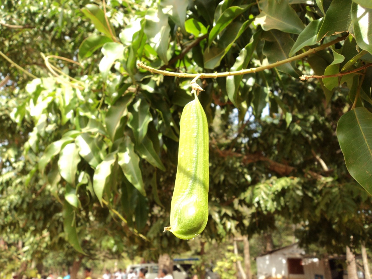 Flora of Sri Lanka