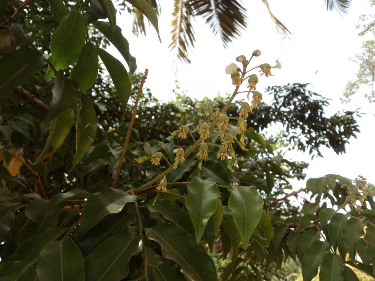Flora of Sri Lanka