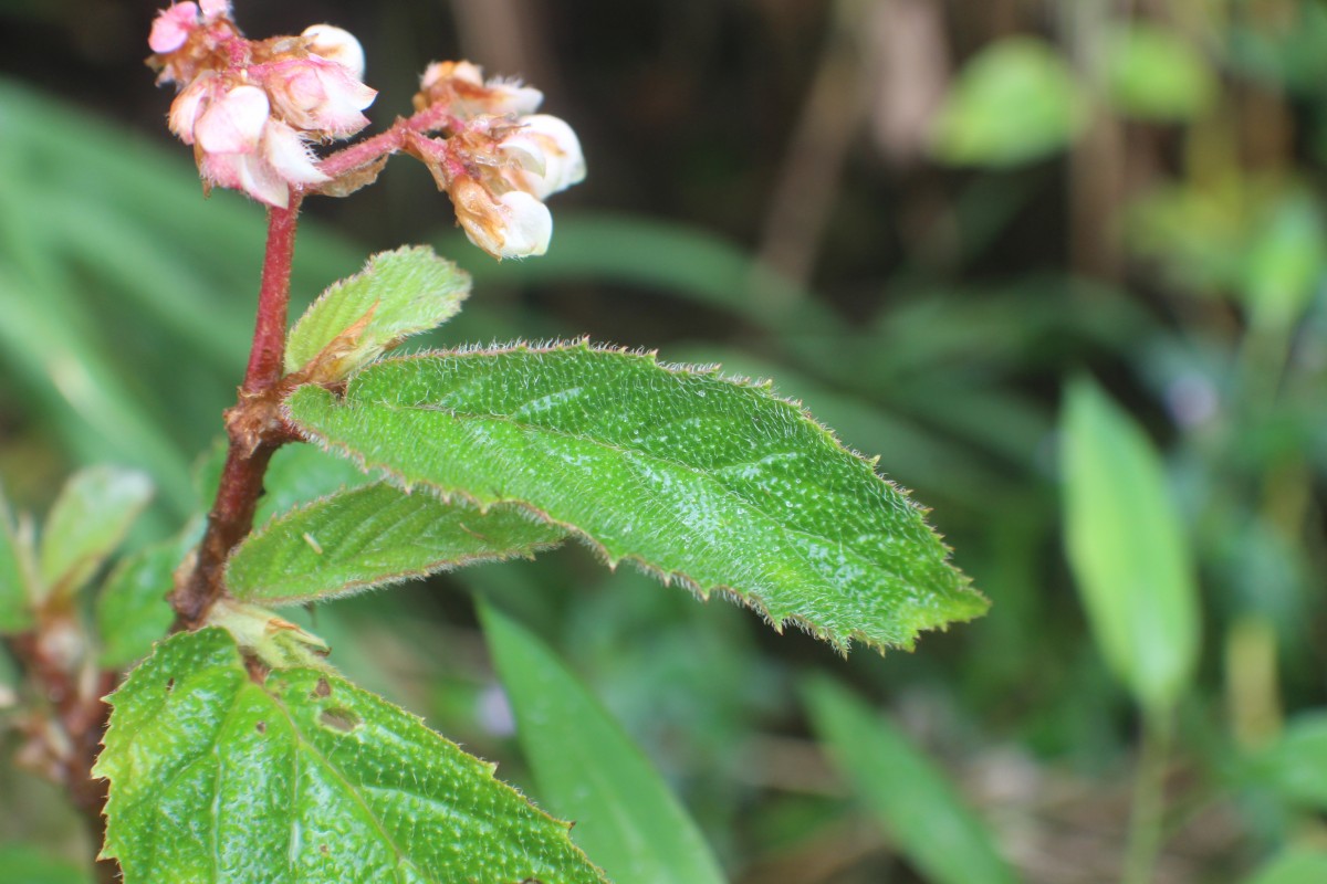 Flora of Sri Lanka