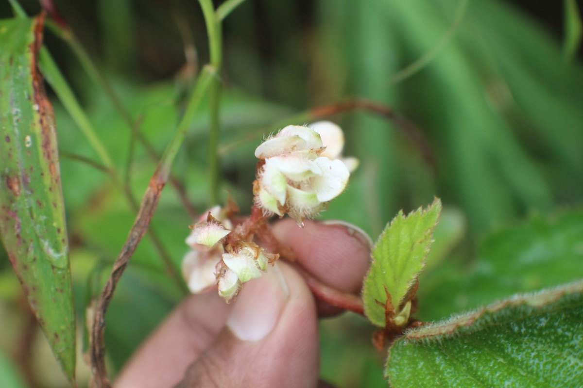 Flora of Sri Lanka