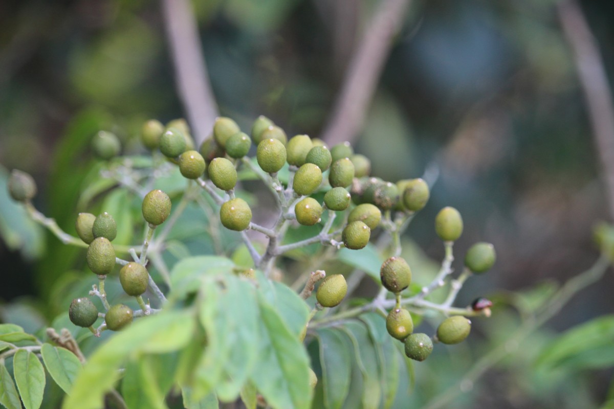 Flora of Sri Lanka