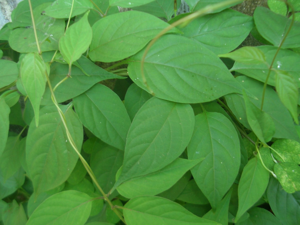 Flora of Sri Lanka