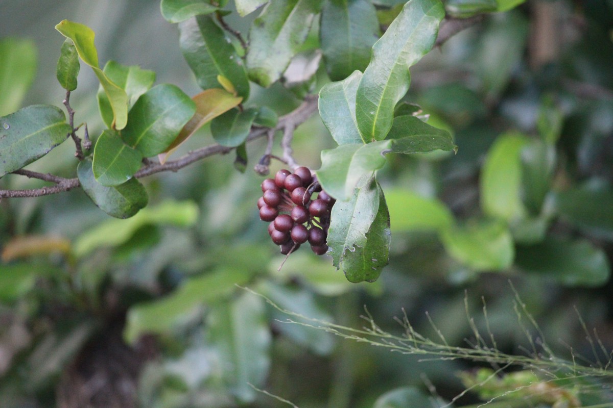 Flora of Sri Lanka