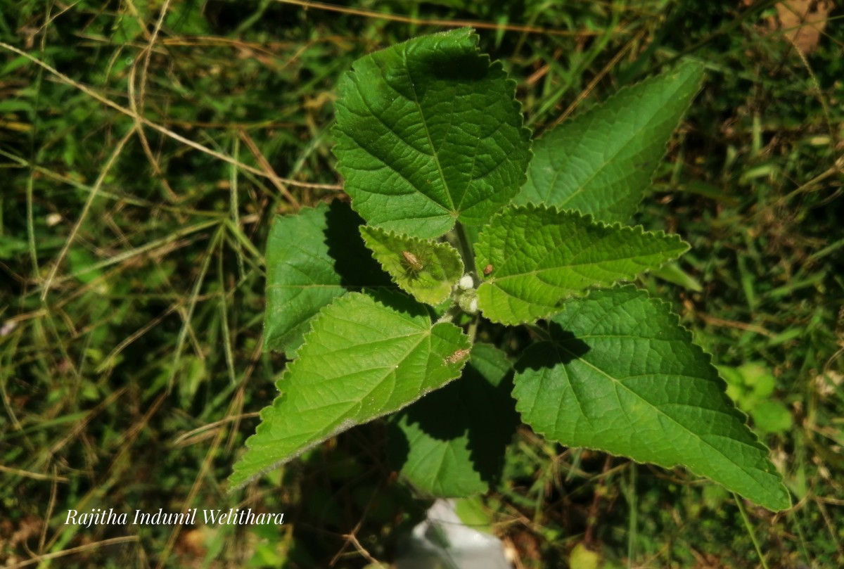 Flora of Sri Lanka