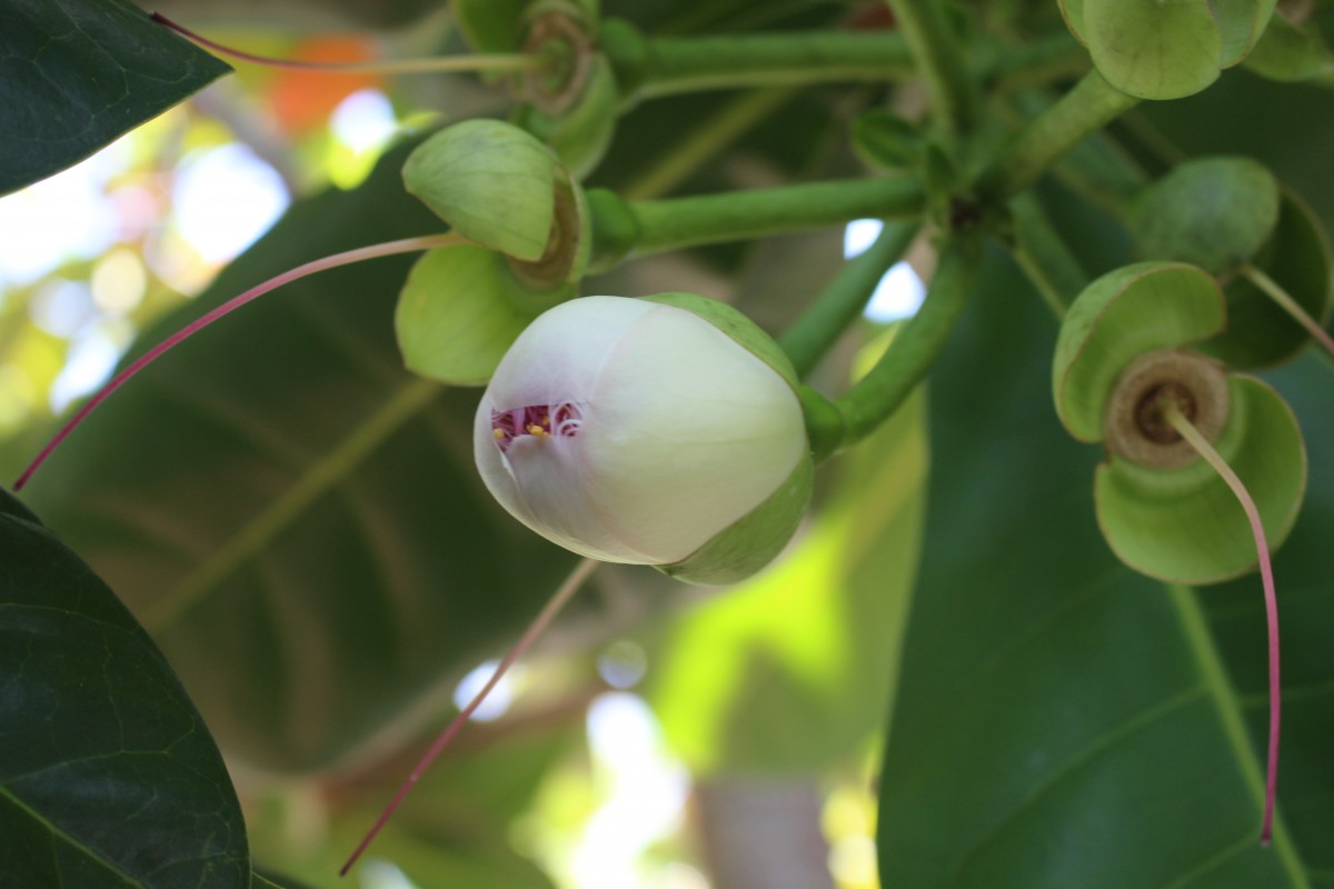 Flora of Sri Lanka
