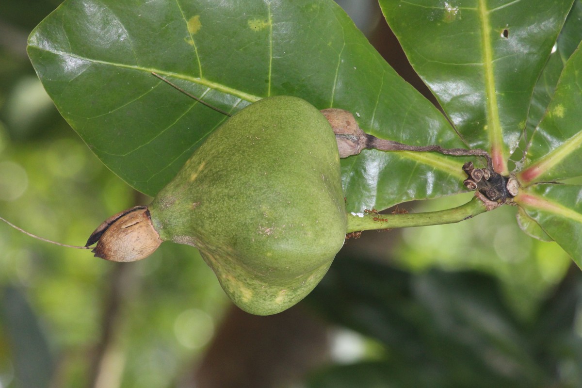 Flora of Sri Lanka