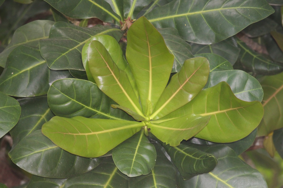 Flora of Sri Lanka