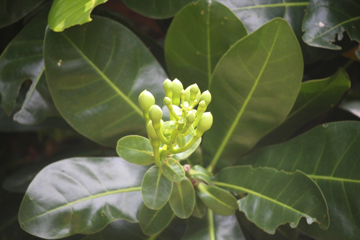 Flora of Sri Lanka