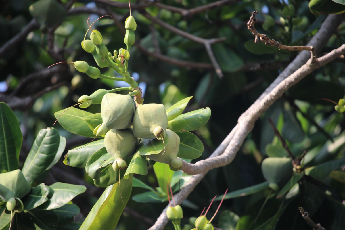 Flora of Sri Lanka