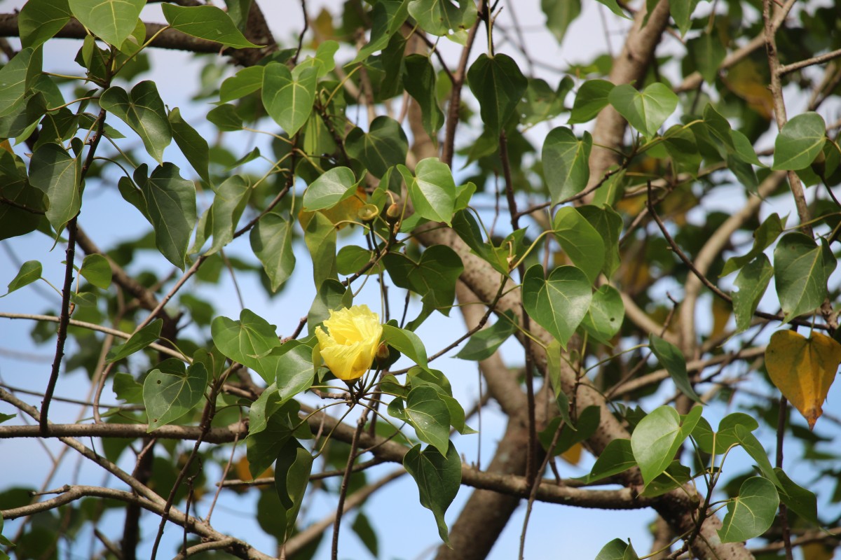 Flora of Sri Lanka