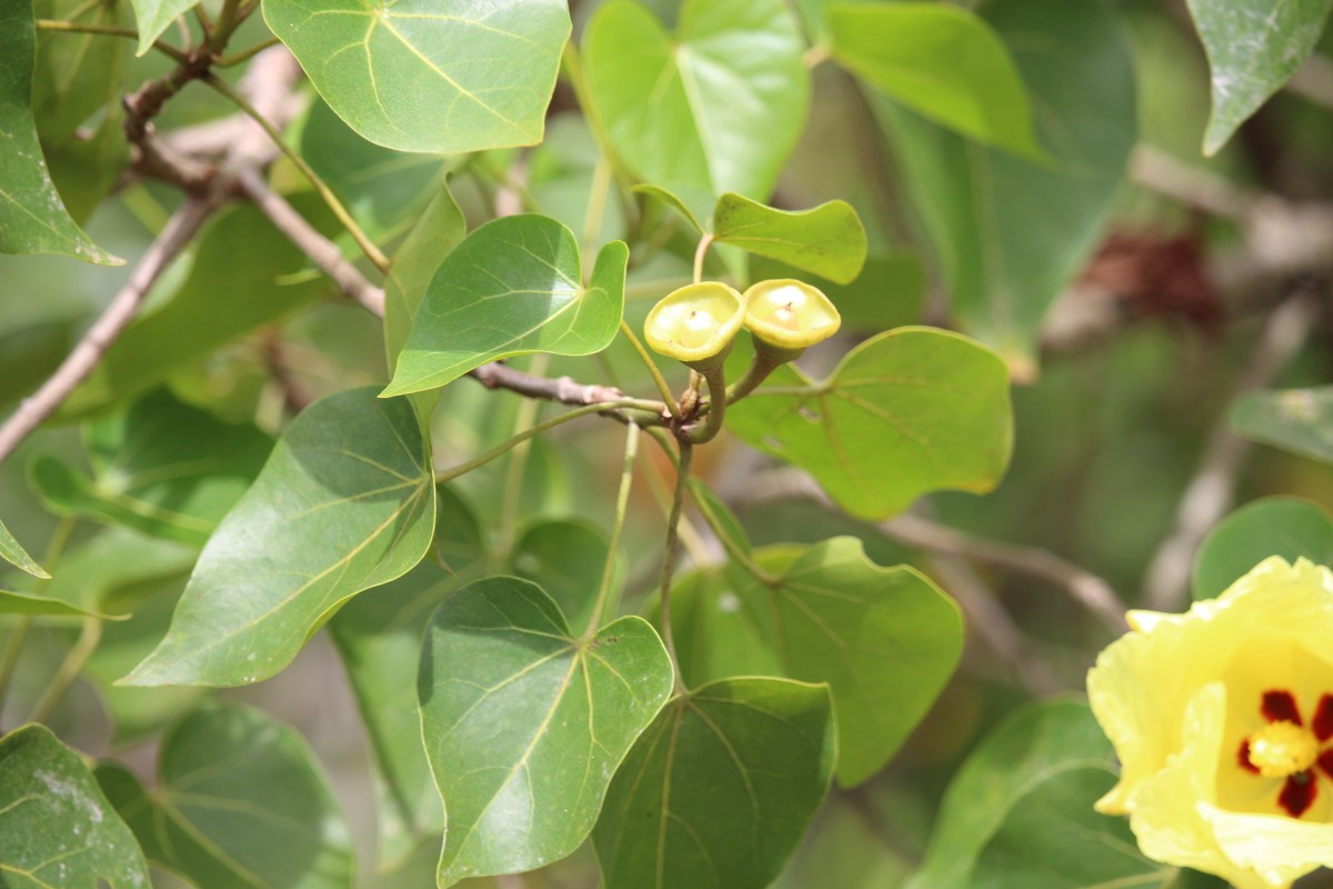 Flora of Sri Lanka