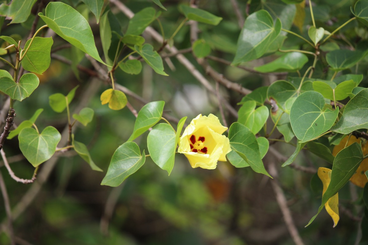 Flora of Sri Lanka